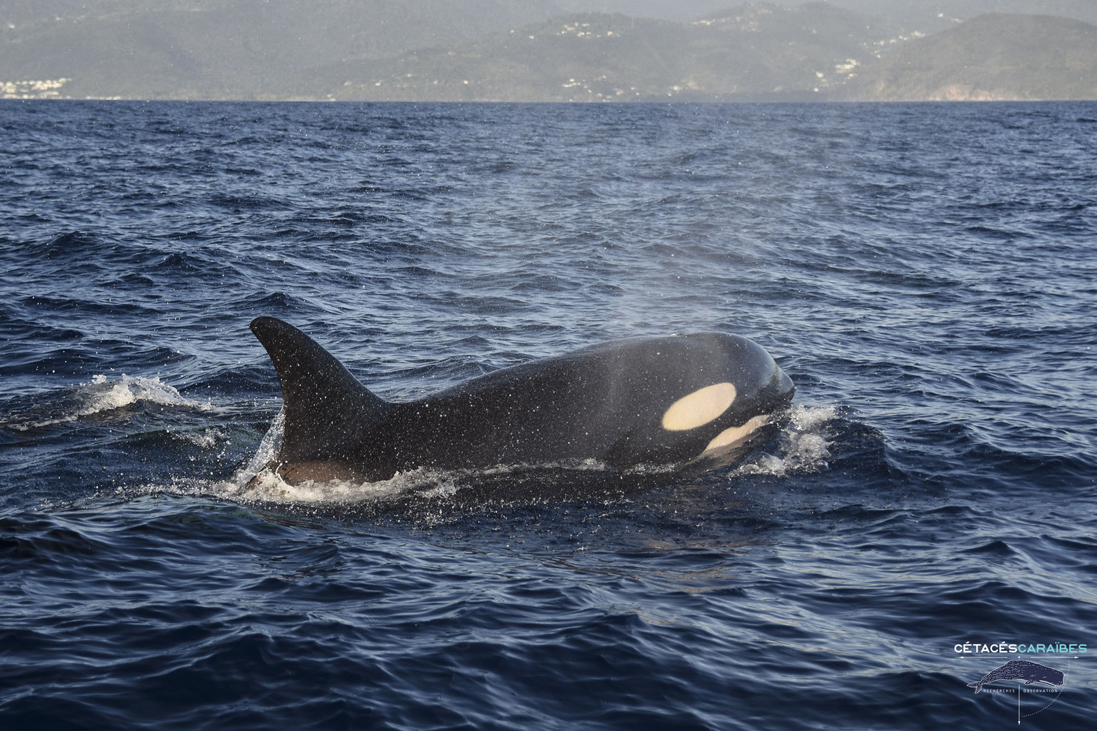 Orque (Orcinus orca) - Site de cetacescaraibes