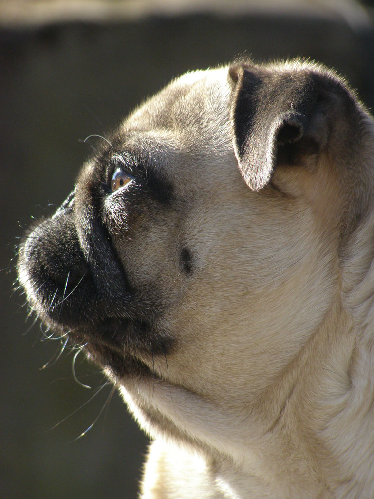 Entwicklung unserer Mopszucht - Mops vom Haberschlachter See