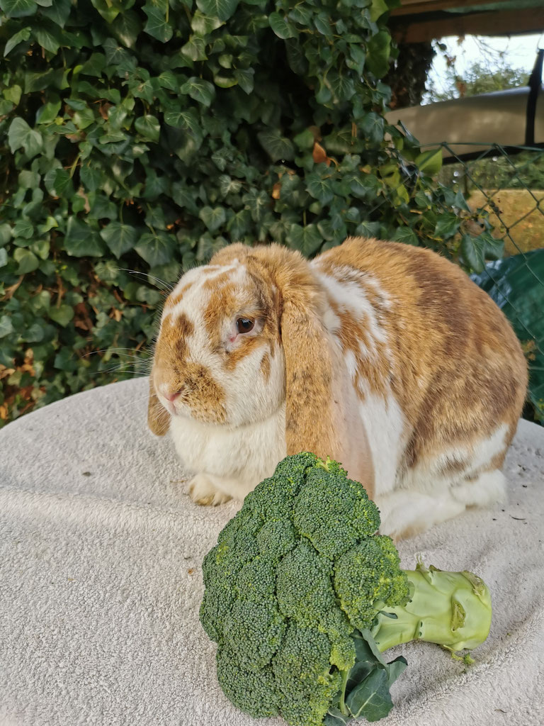 Meine Schlappohren - peetzer-schlappohrens Webseite!
