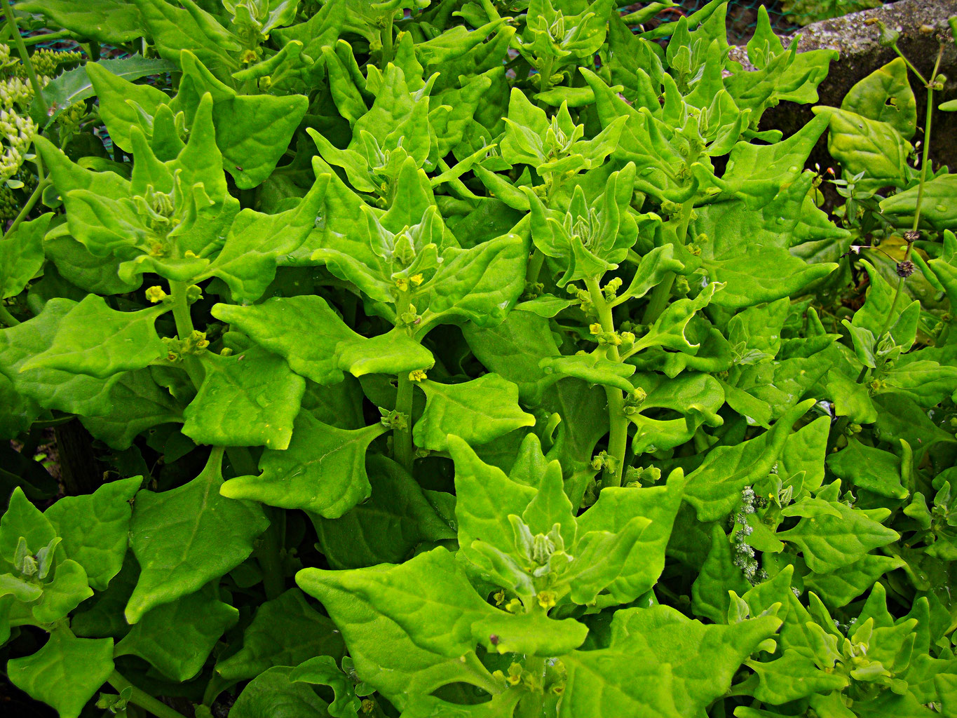 Tétragone cornue ou Epinard de Nouvelle-Zélande - Site de association ...