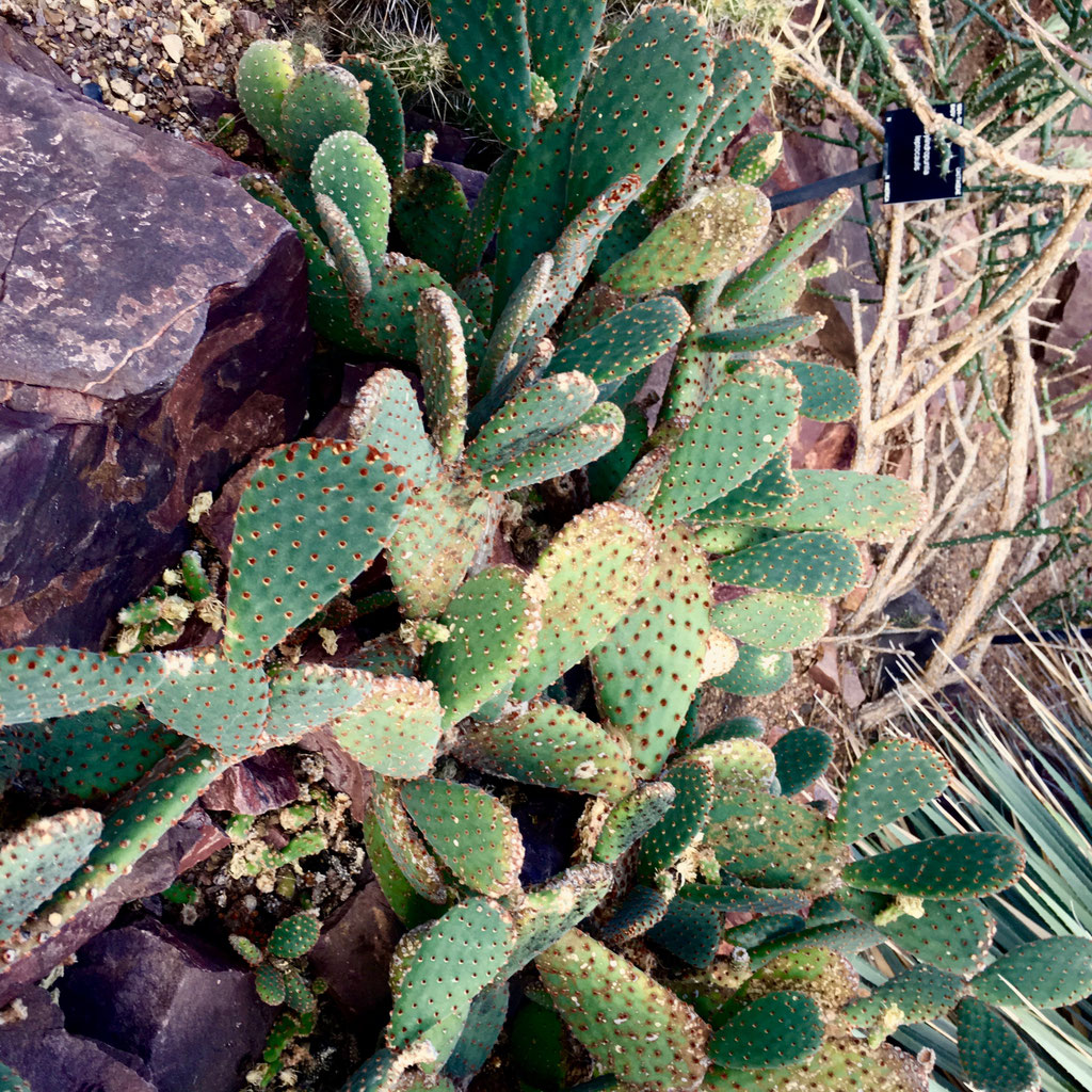 Verzorgingstips voor het kweken van cactussen (inclusief cactusvijg en ...
