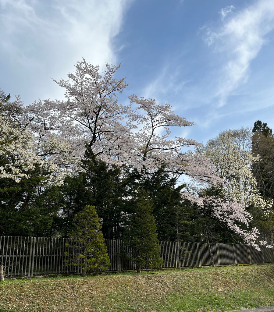 4月例会 「言葉でつなぐ即興スピーチ」 - ITC-J飛騨高山クラブ