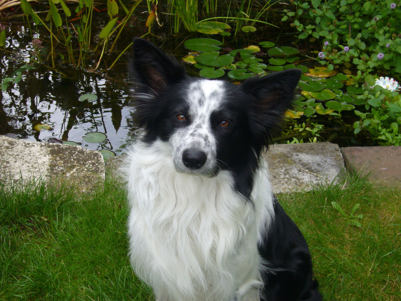Farbvarianten beim Bordercollie - bordercollievomesthals Webseite!