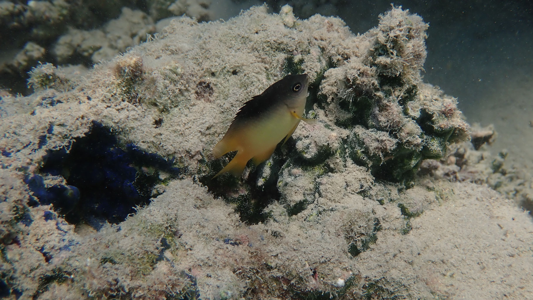 Chromis pembae - Red Sea Reef Snorkeling. Nurkownie na rafie Morza ...
