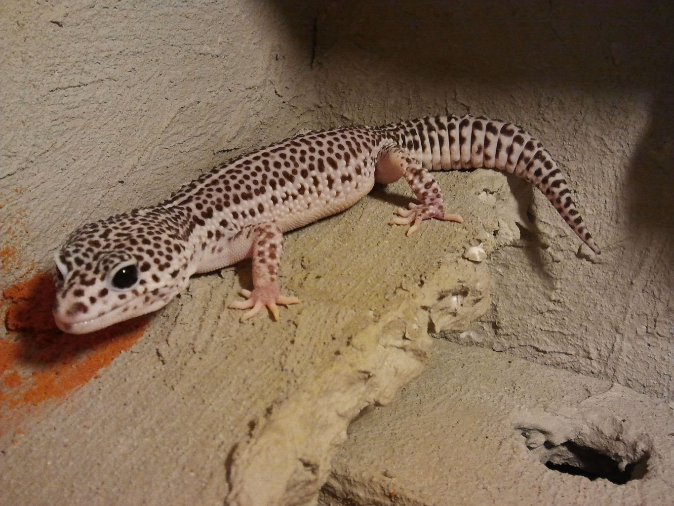 Mack Snow / Mack Super Snow - hamburg-leopardgeckoss Webseite!