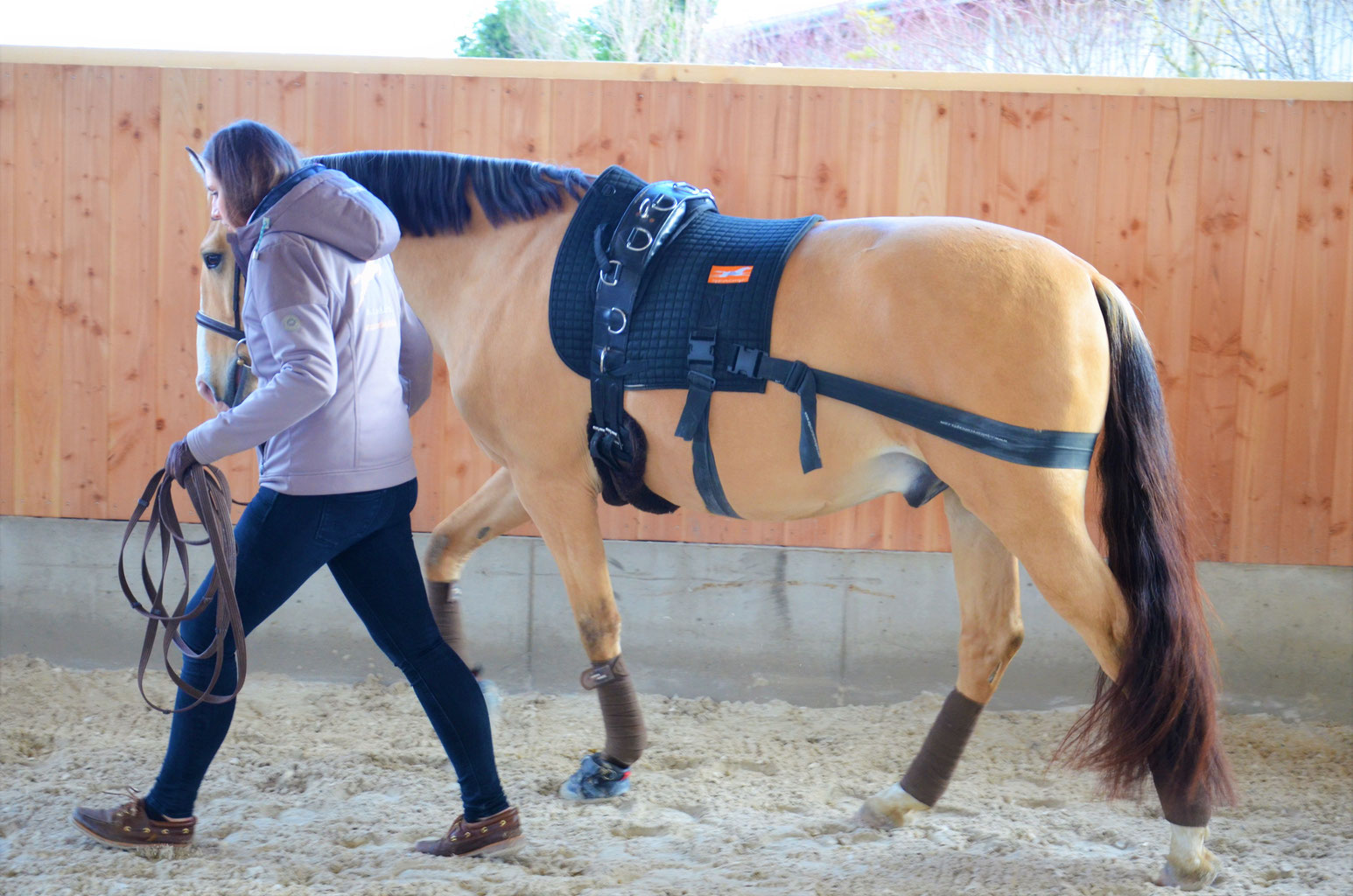 Equicore Systems®️ - Michaela Grau * Osteopathie, Chiropraktik ...