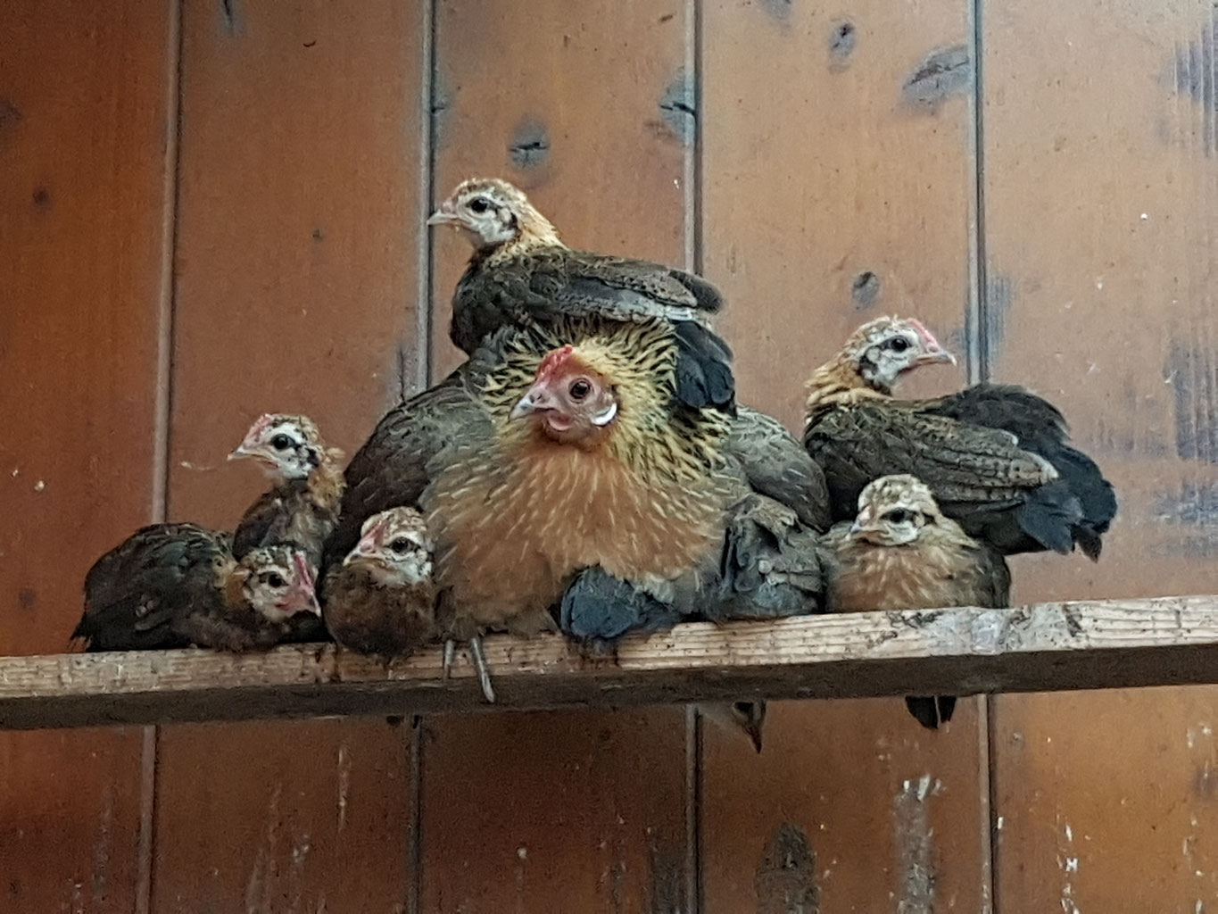 Meine goldhalsigen Holländischen Zwerghühner - SteirerWachtel, Wachtel