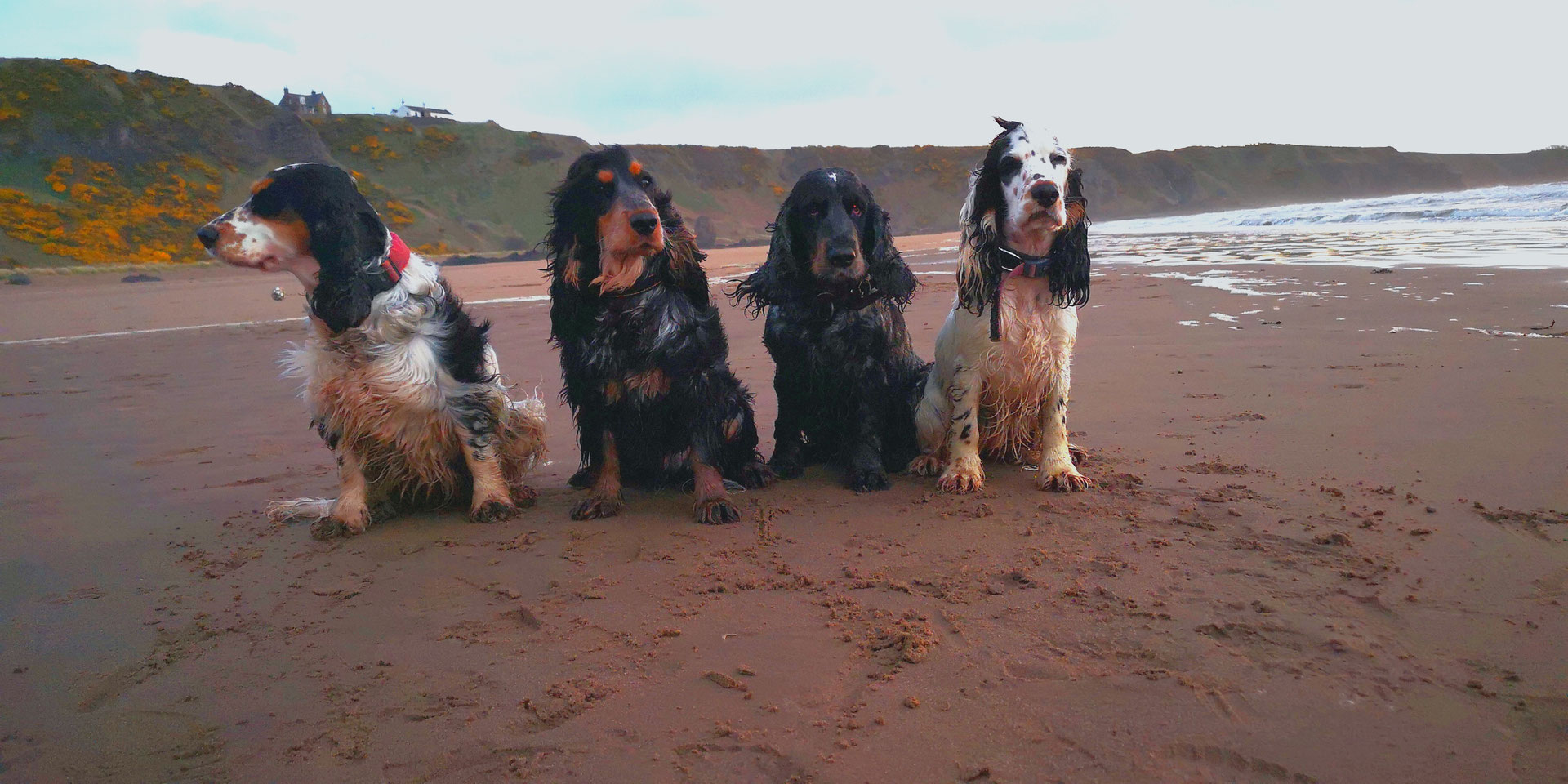 La chasse avec des Chiens Cocker Spaniel - vomschwarzenbock.jimdo.com