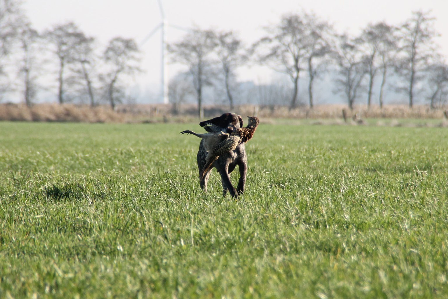 Meine Hunde - vom-bismarkhof