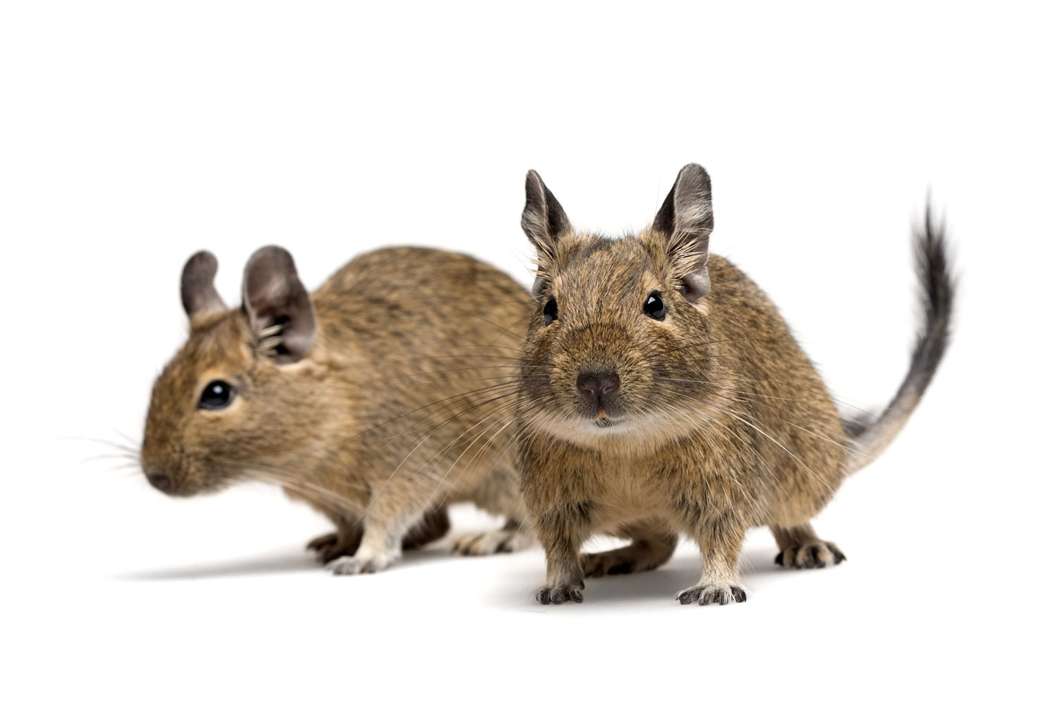 Degoe's - De website van Kinderboerderij Klaverweide