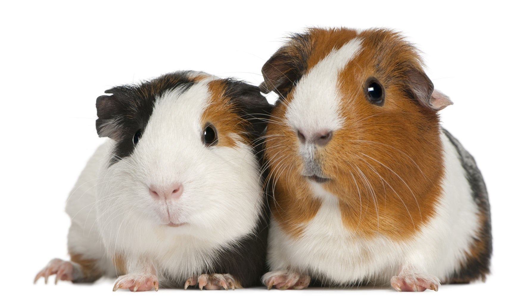Cavia's - De website van Kinderboerderij Klaverweide