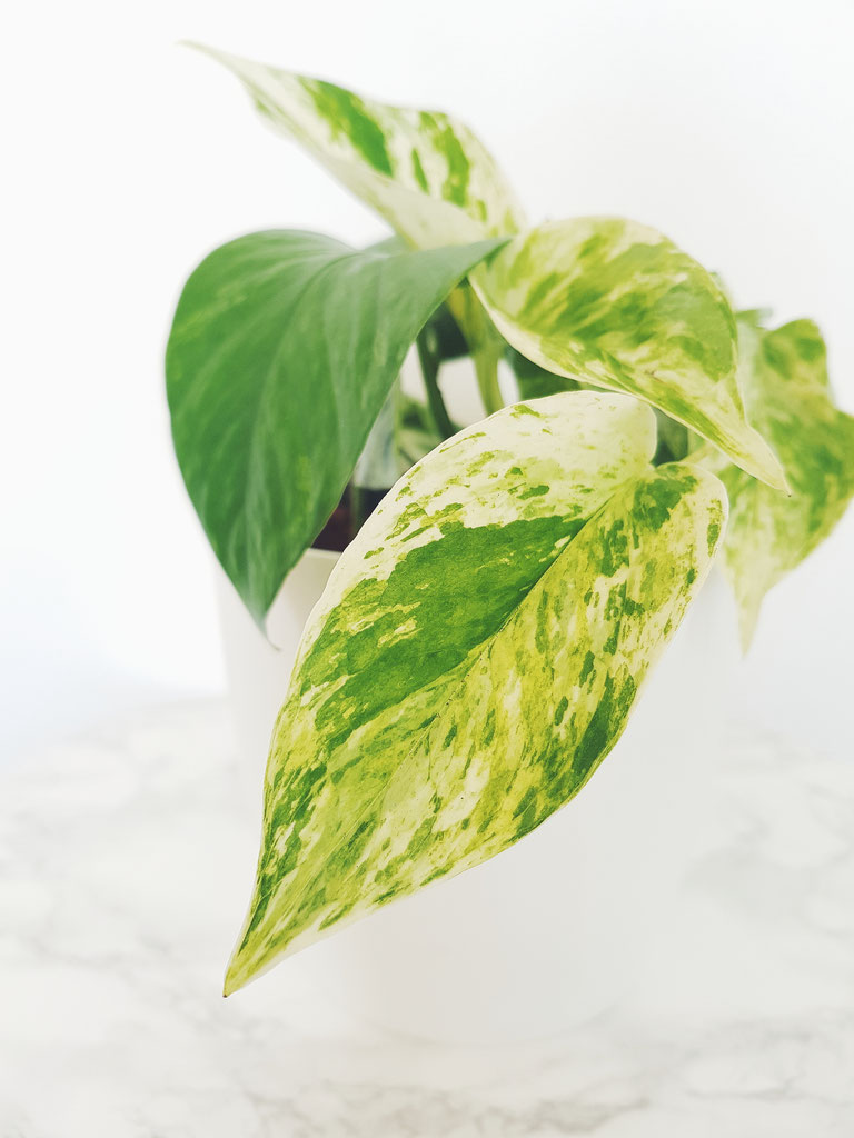 Scindapsus Epipremnum (Marble Queen) - De website van miboso!