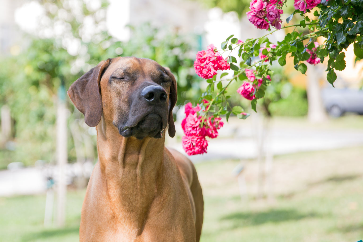 Die Rasse - Kamohele Rhodesian Ridgeback