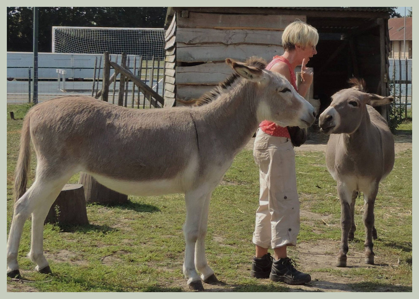 Probleemgedrag bij ezels - Ezelvriendelijk