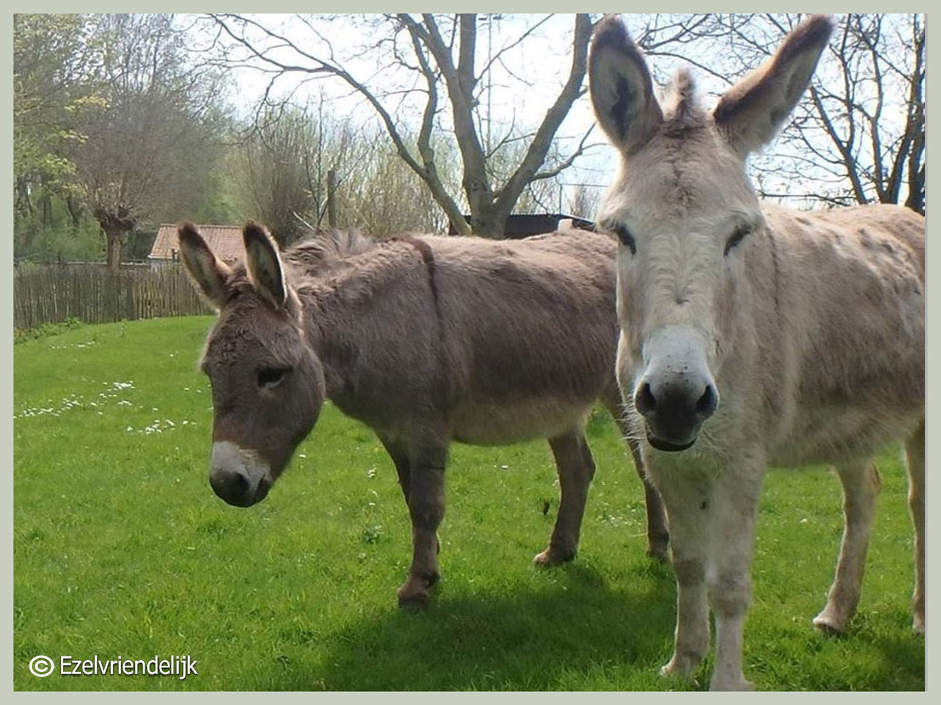 Een ezel houden, of niet? - Ezelvriendelijk