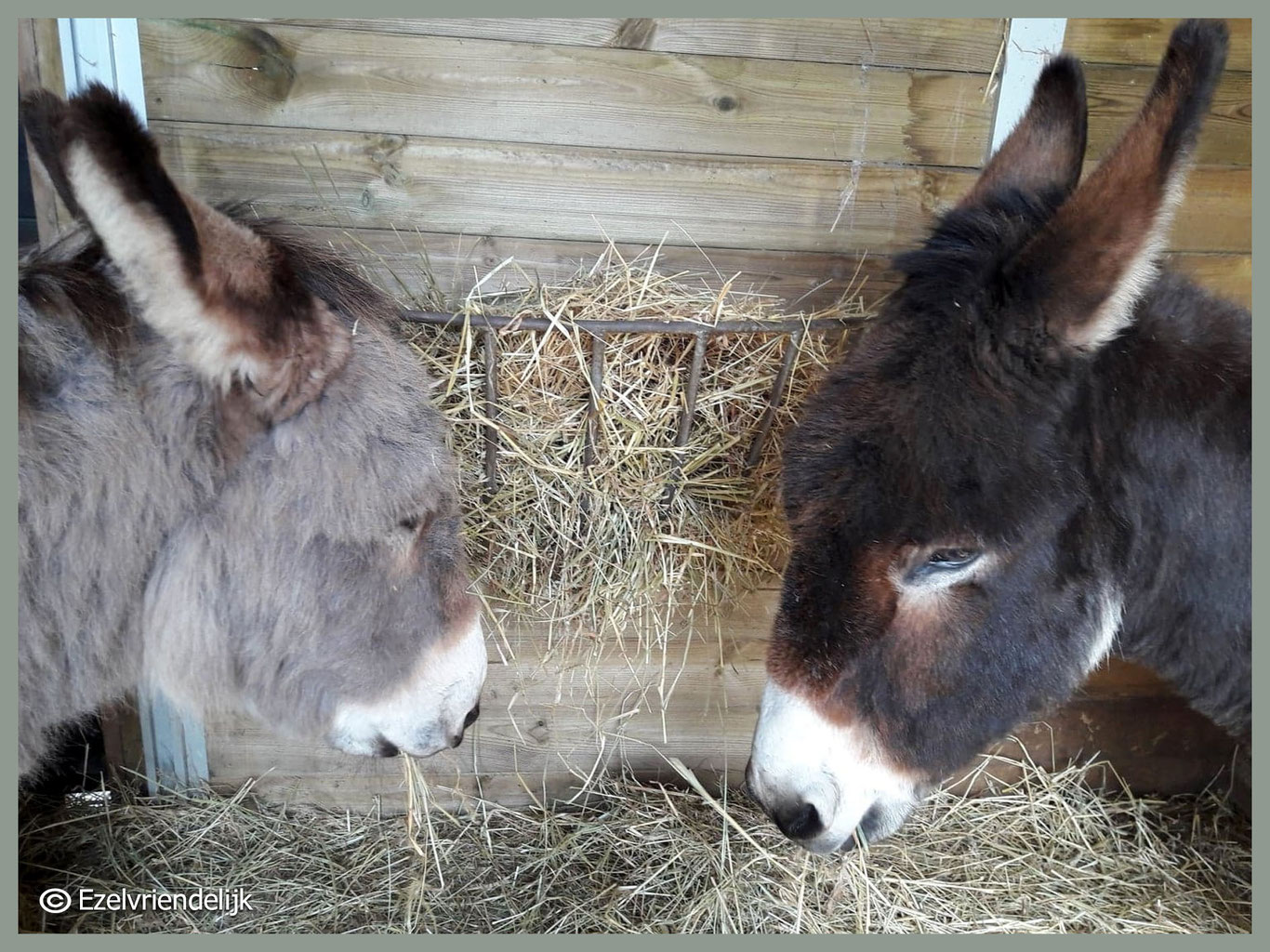 Voeding - Ezelvriendelijk