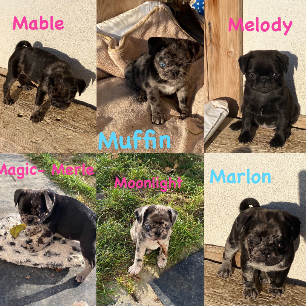 M-Wurf - mops-of-crazy-grubers, altdeutschermops , retromops, mops mit nase