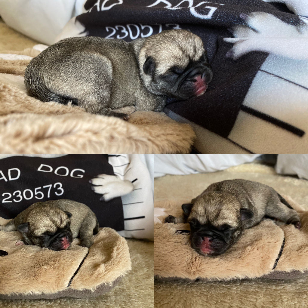 N-Wurf - Altdeutschemopszucht, Futterberatung,Tierenergetik, Mopswelpen ...