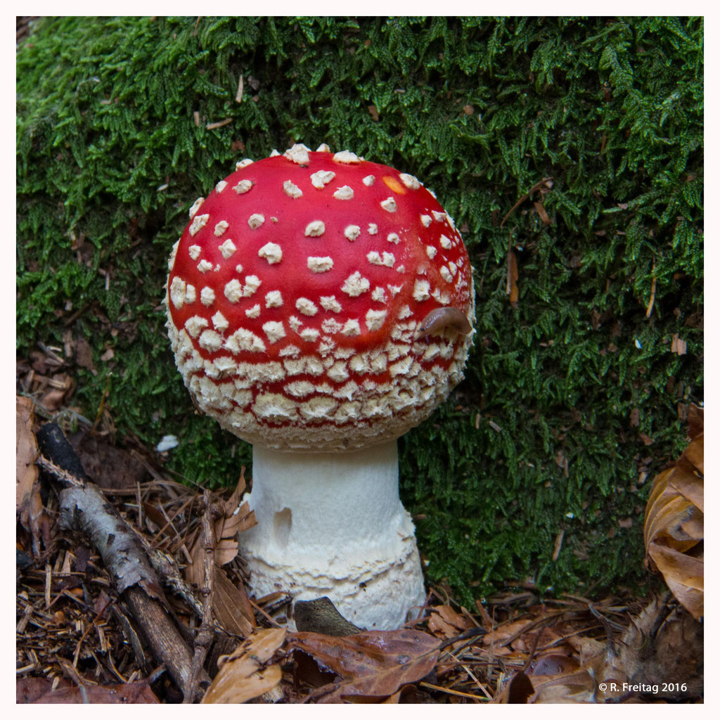 Pilze - regina-photos Jimdo-Page!