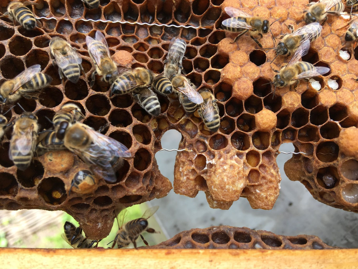 Schwarmkontrolle. - Heilbronner Gartenhonig