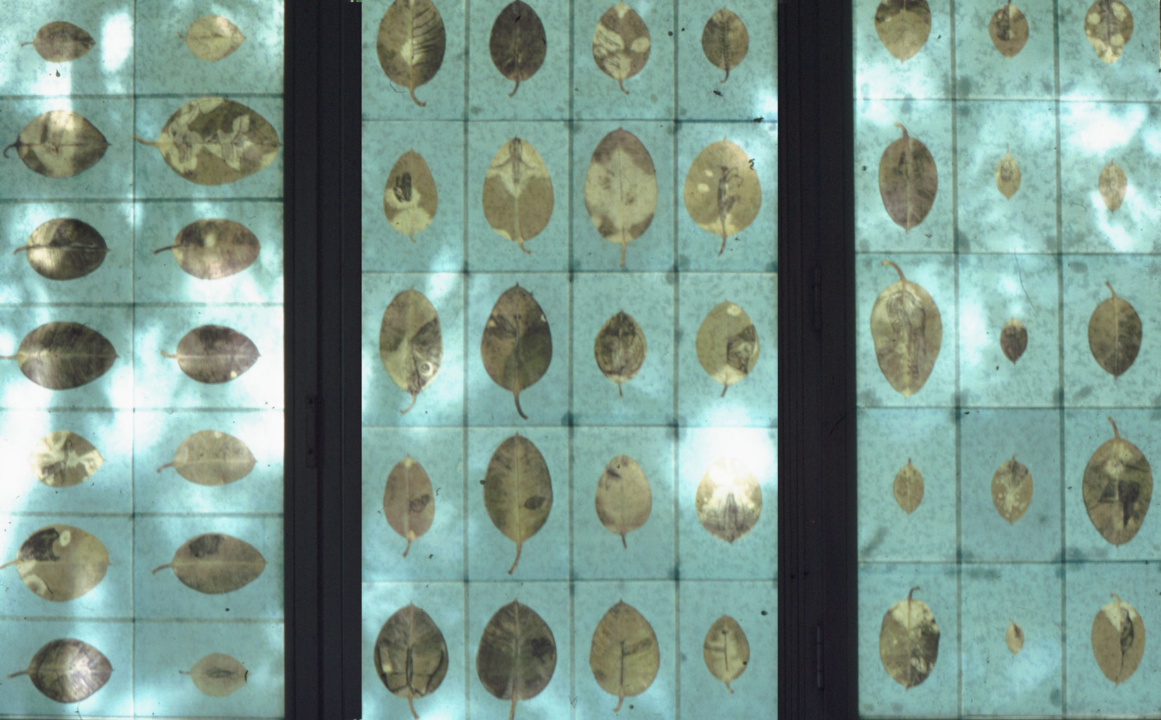 Window Leaves - Roswit Kolla - Art Works