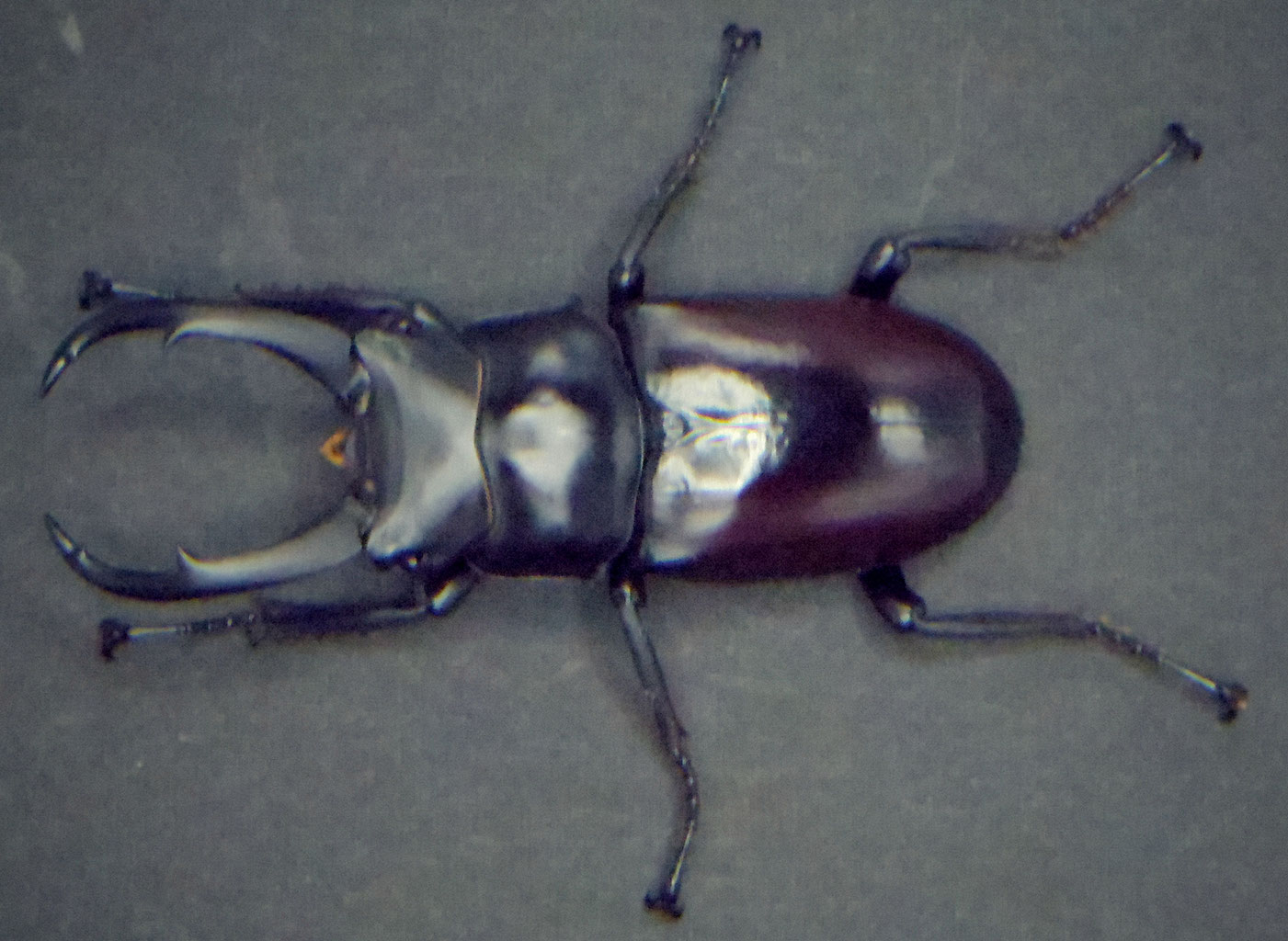 Dorucus donckieri donckieri - k’s