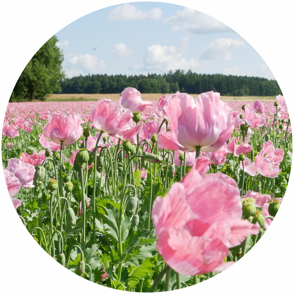 Mohn & Öle - Biolandhof Kelly