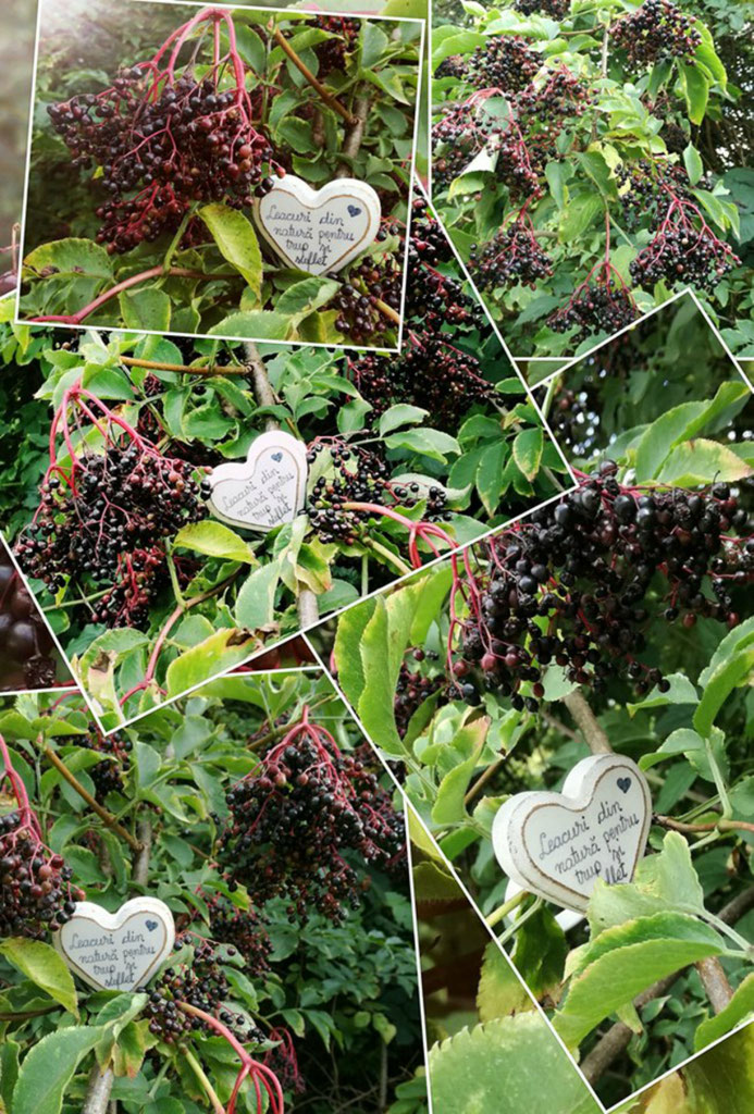 Fructele de soc - plantedeleacs Webseite!