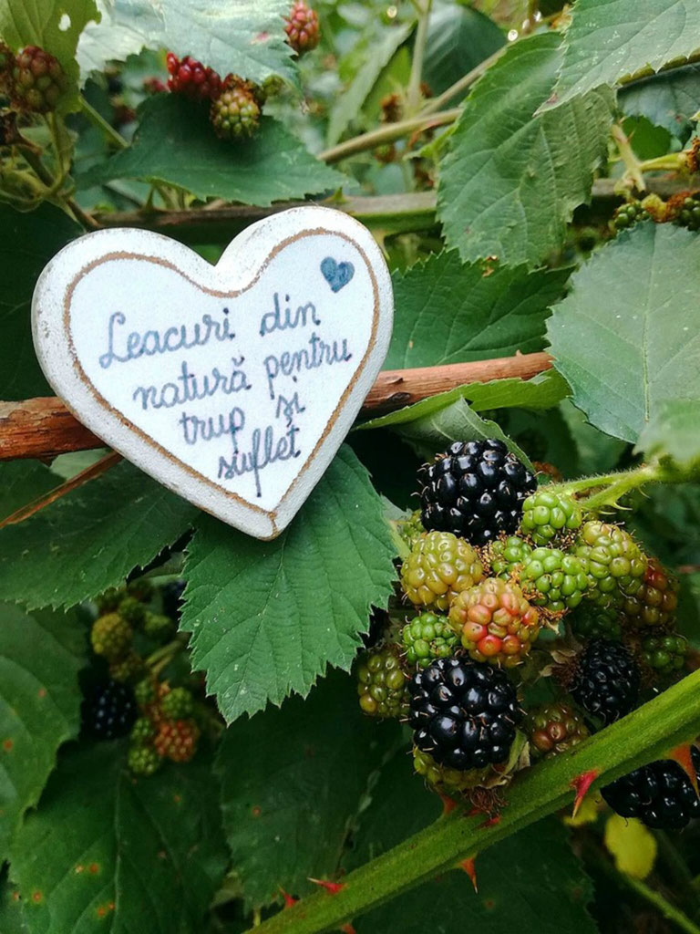 Murul - plantedeleac.com