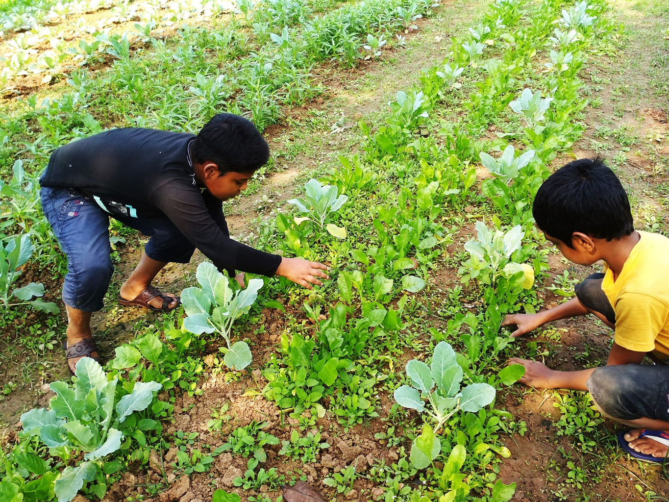 CFP×SDGs in Bangladesh - OISCA CFP