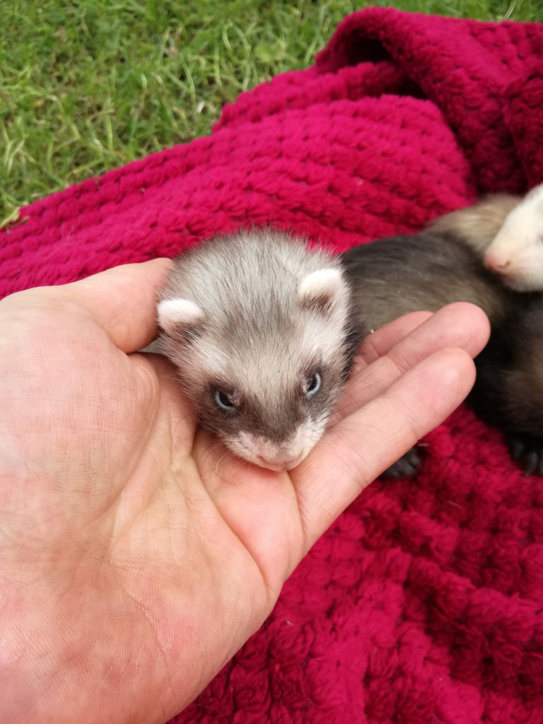 Welpen 2017 - wild-angel-frettchens Webseite!