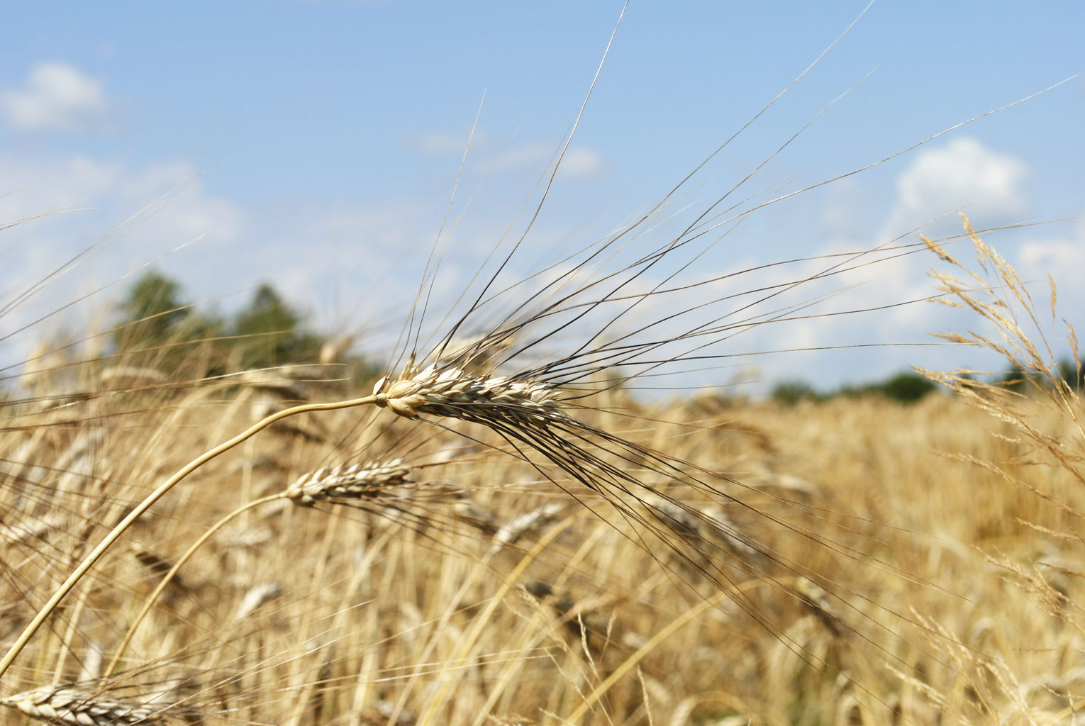 Hartweizenzüchtung zur Nudelherstellung - Saatgutforschung