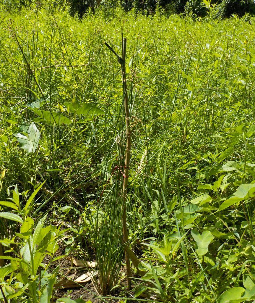 Weaving in Basey - Connect minds 4 change