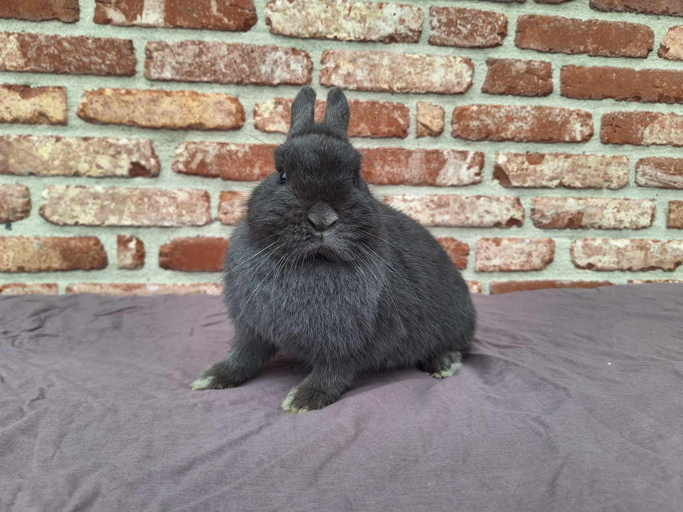 Kleurdwergen - kiversrabbits