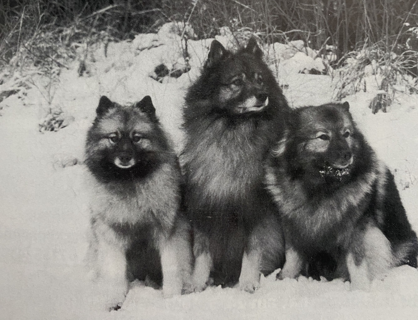 My lifesavers - Preußenspitz