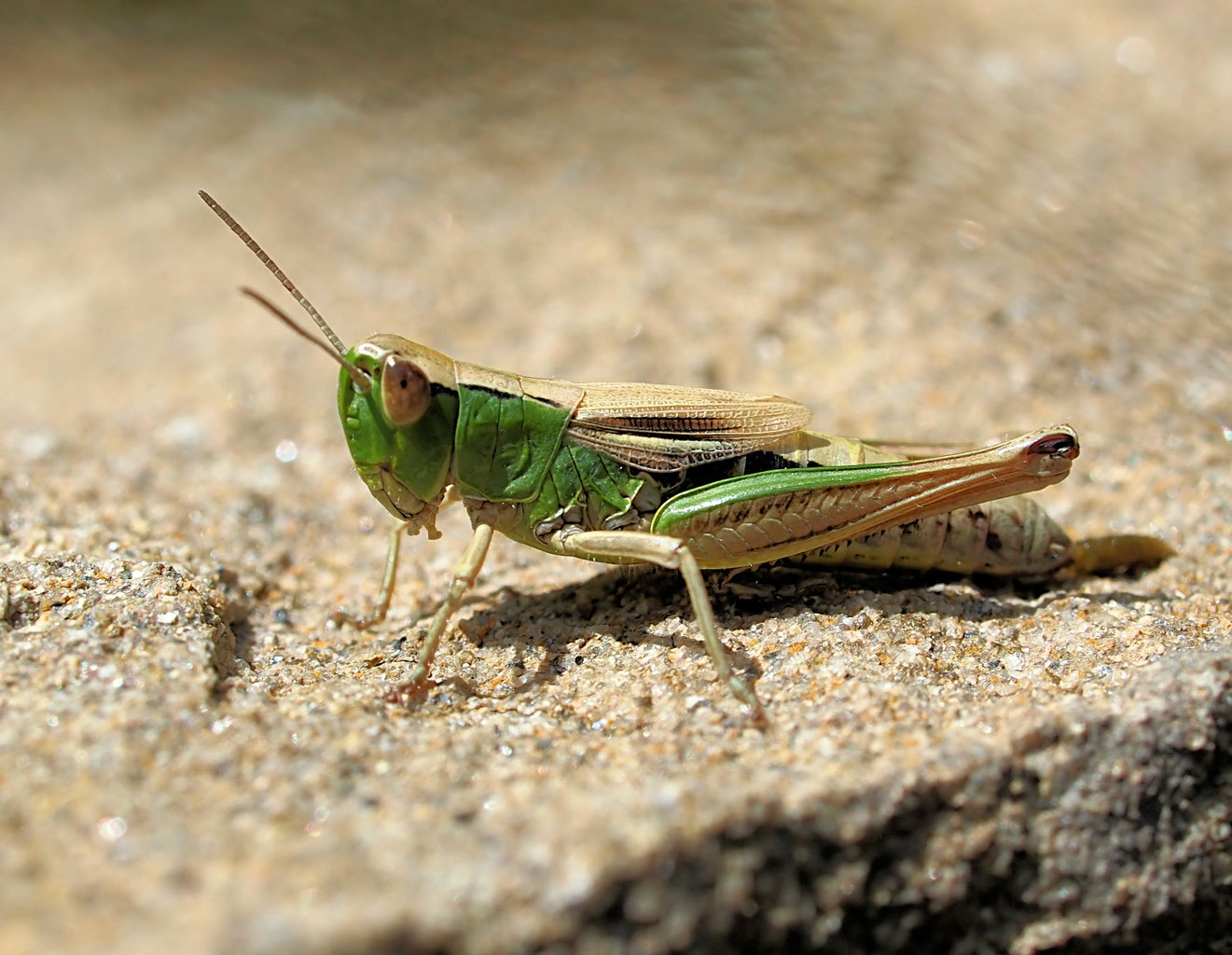 Heuschrecken - nabu-ennepe-ruhr