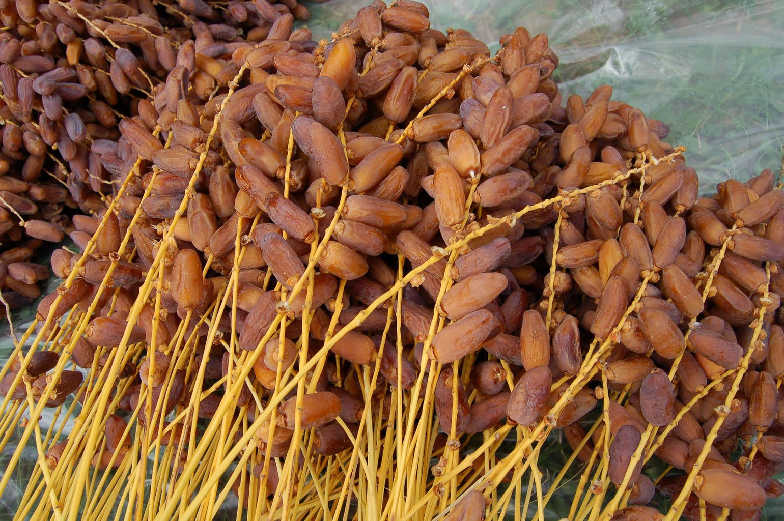 La dattes Algerienne - tasteofalgeria1s Webseite!