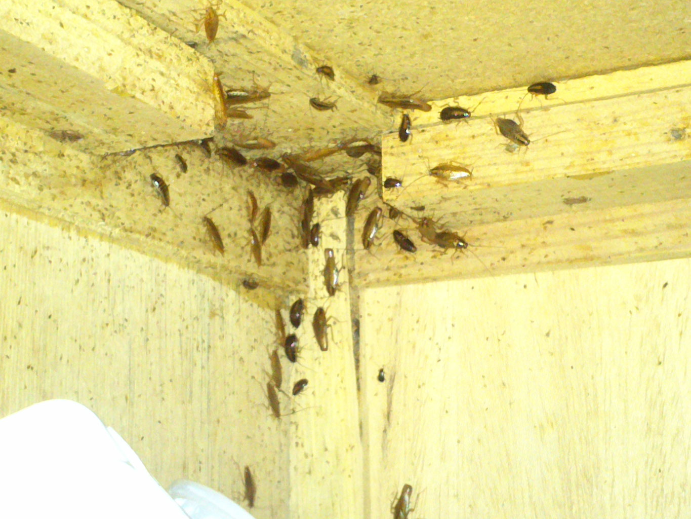 CONTROL DE INSECTOS - FUMORA FUMIGACIONES INDUSTRIALES