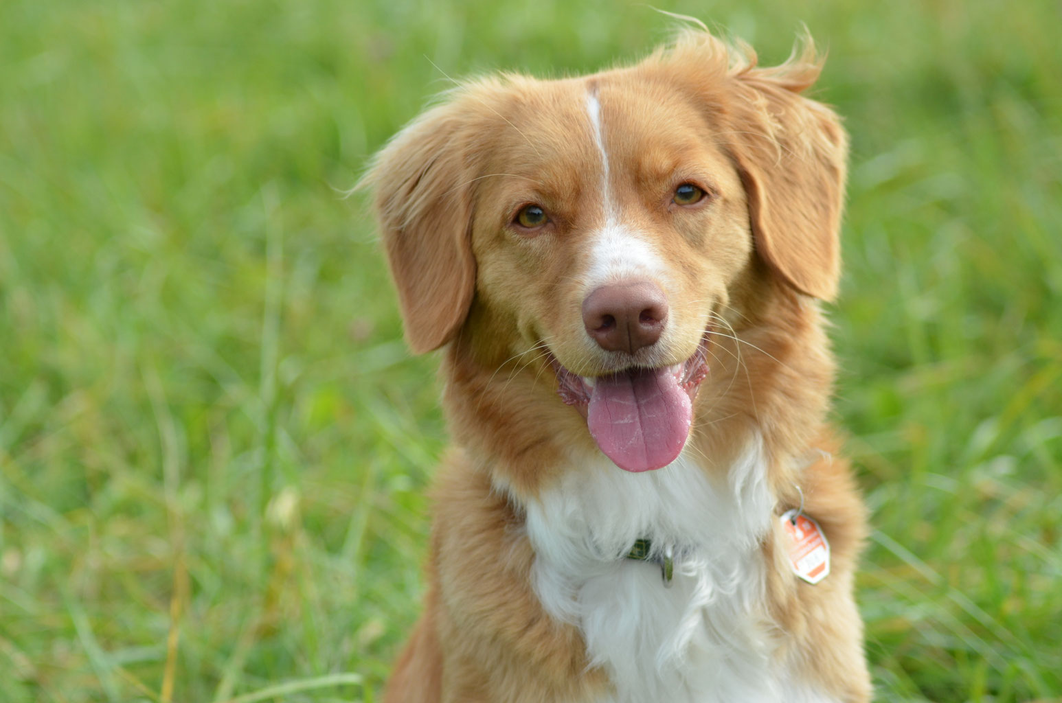 THE TOLLER - anpaytoo-tollers Webseite!