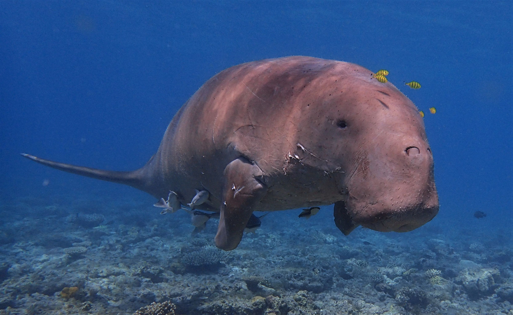 Plan National d’Actions en faveur du dugong à Mayotte (PNA) 2021-2025 ...