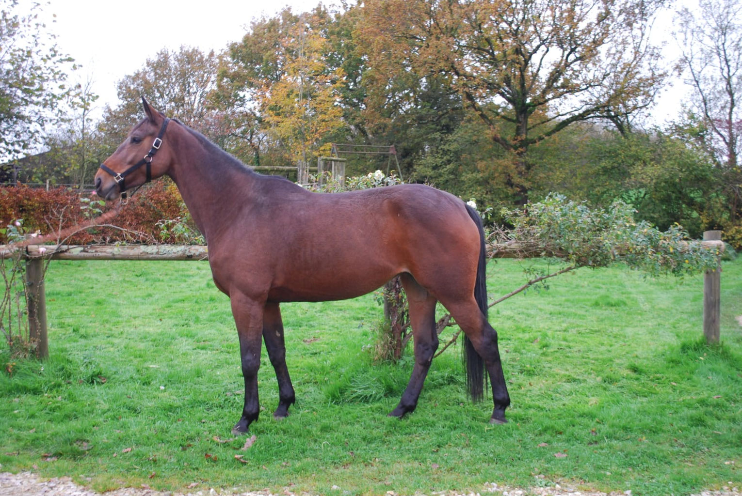 Eriska du Richemont - Site de durichemont