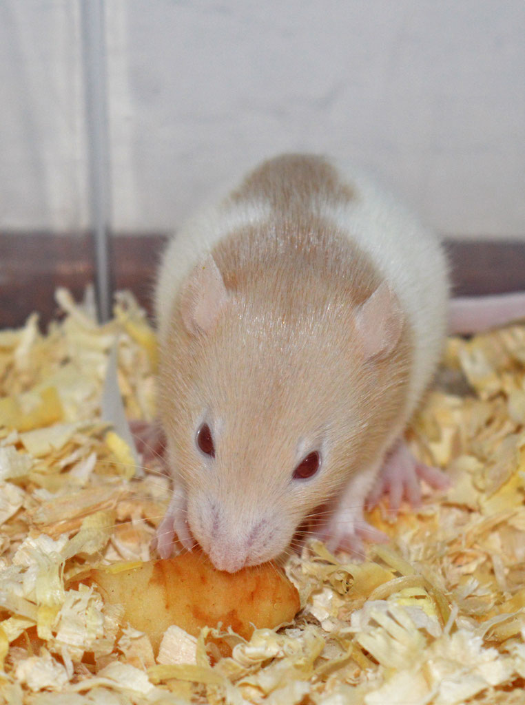 Il Ratto da Compagnia - Benvenuti su ilrattodacompagnia!