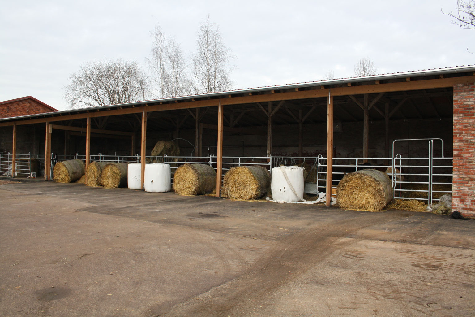 Aktuelles; neue Bilder Stall - Hereford HOF RAJOCH