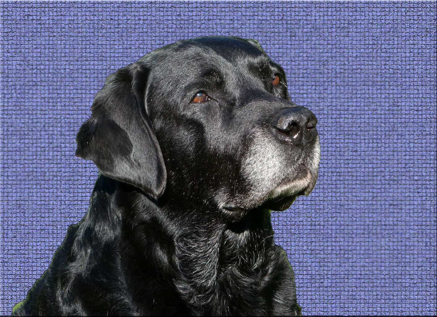 Neuigkeiten - Labrador Retriever