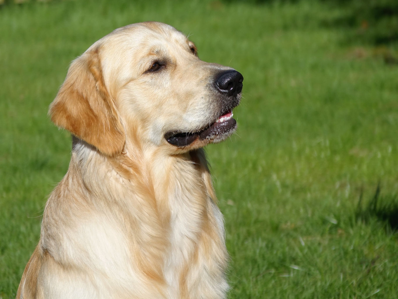 Creme-Fraiche Charming und seine Söhne - Labrador Retriever