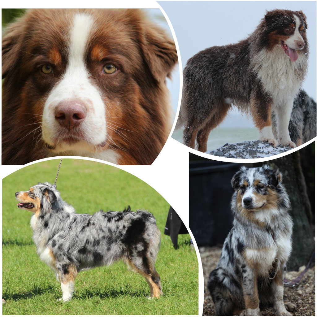 Texas & Ibiza - Site de paradis-des-demons