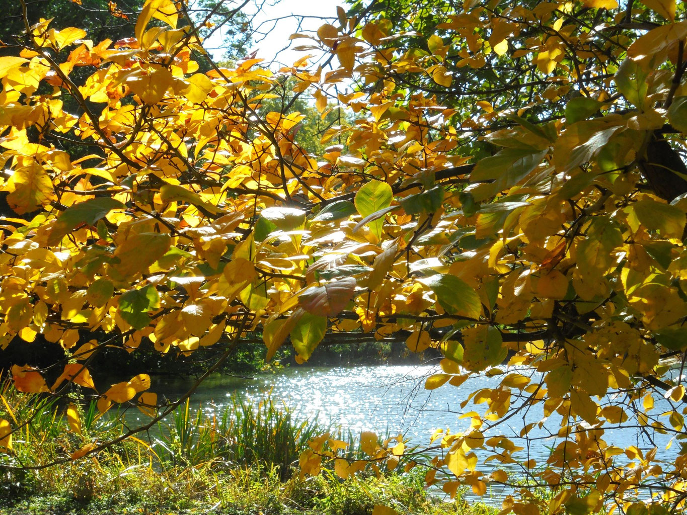 Für Eugene - Vera Jahnke