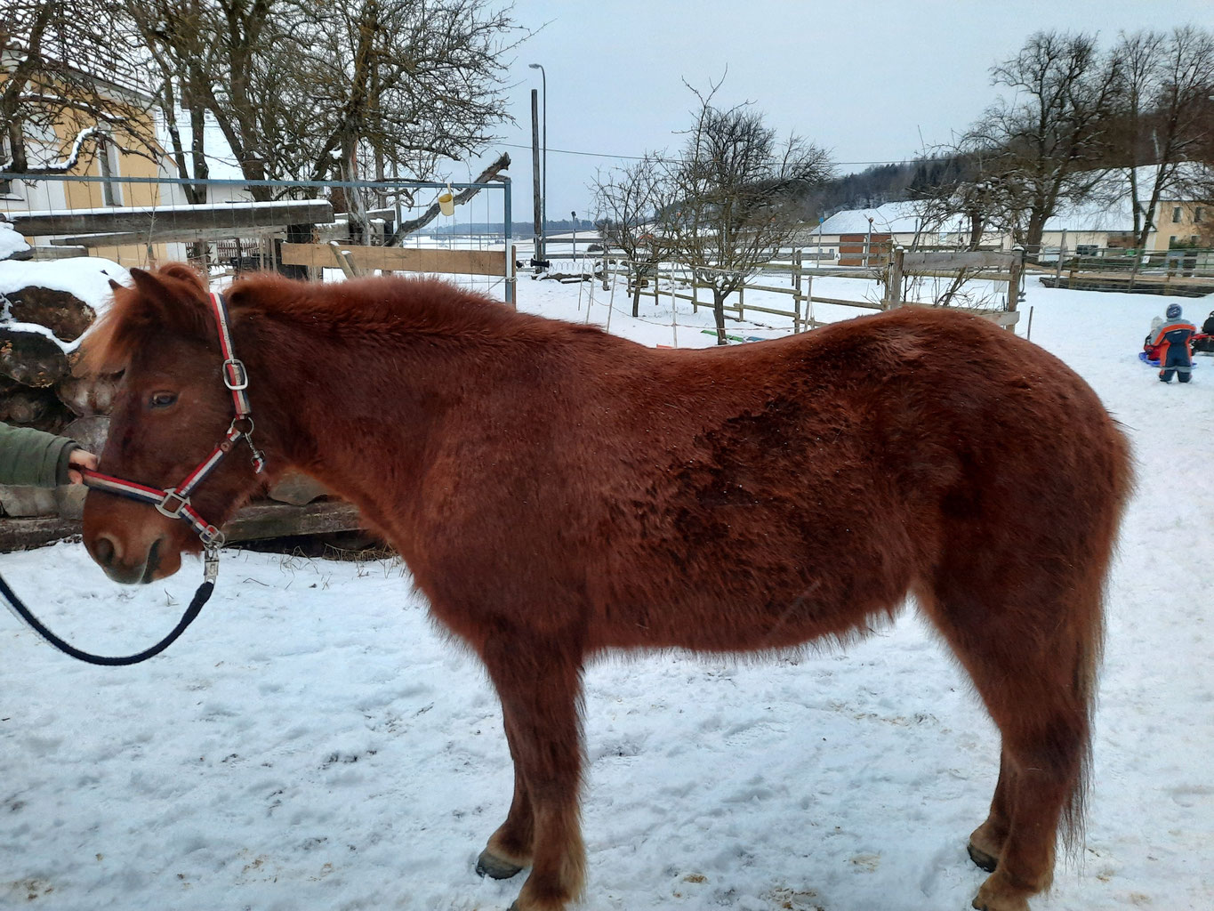 Unsere Pferde - Reitpädagogik für Kinder von 3 - 10 Jahren. Spielerisch ...