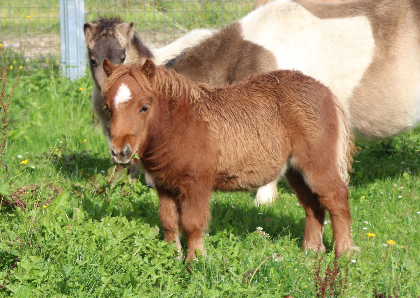 Fürstenhof Fohlen von Sunlight Sun - fuerstenhof-minishettys Bayern