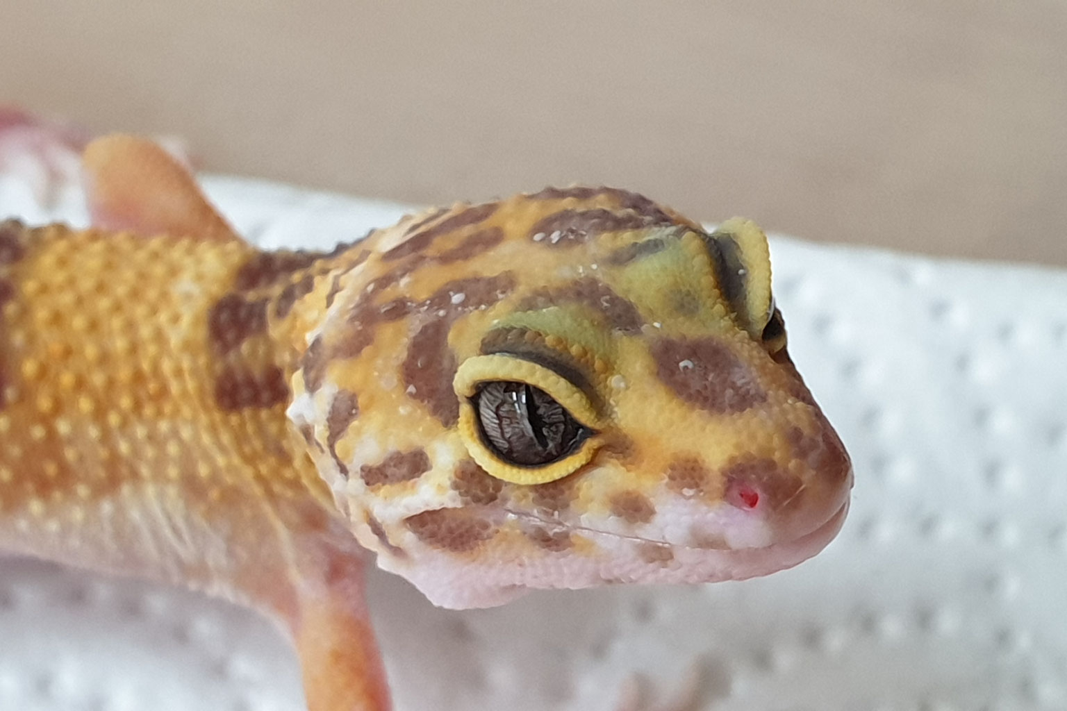Hybino - der-leopardgecko